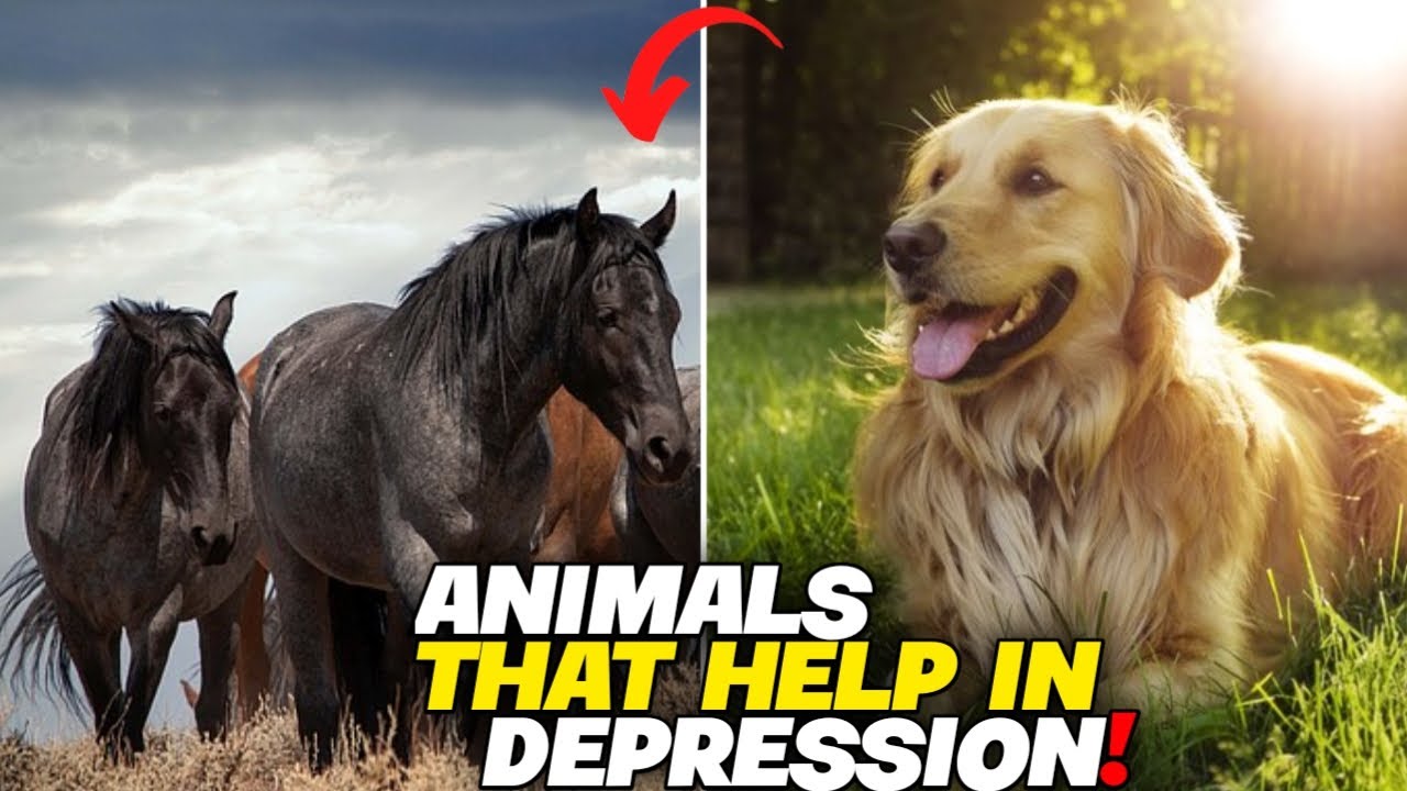 7 BEST Animals that help with Depression and Anxiety - YouTube