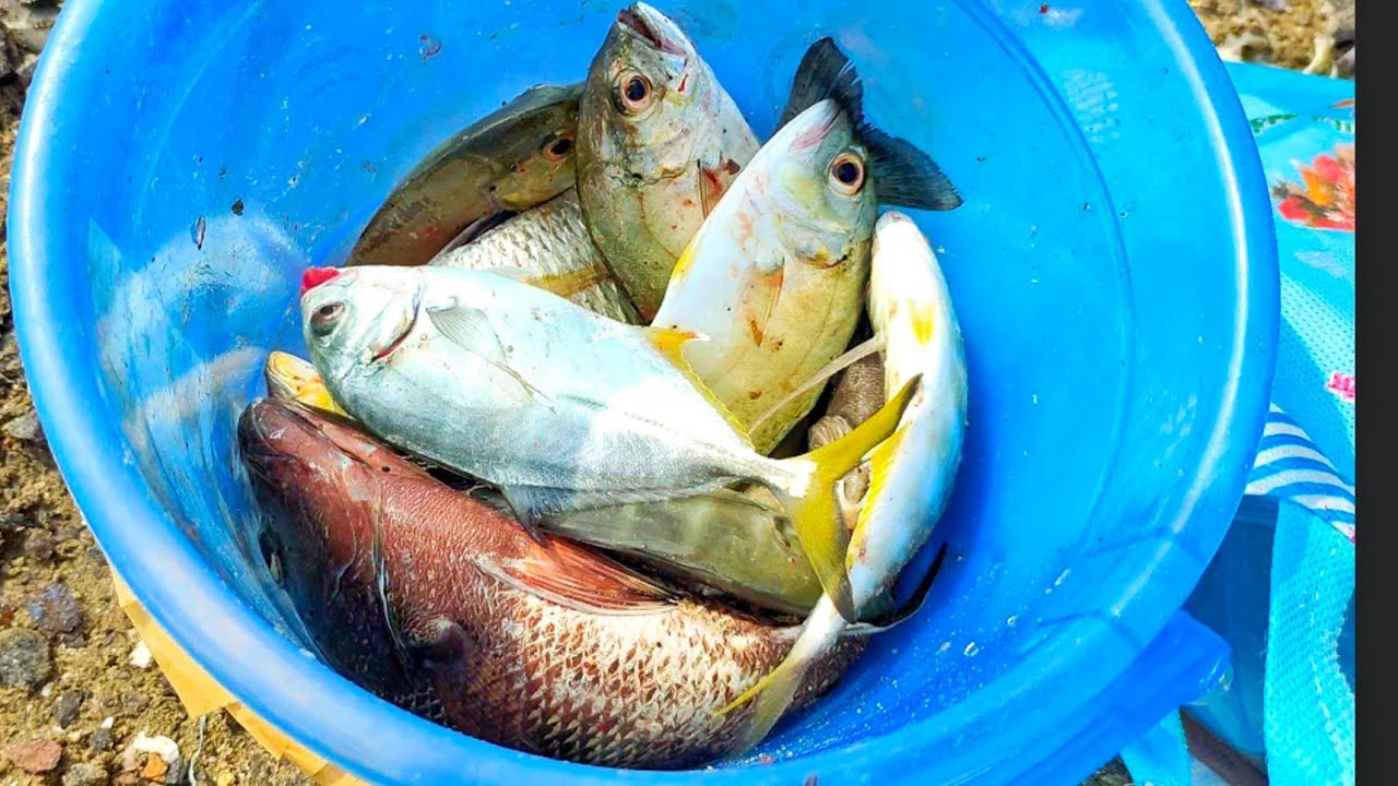 Back to back small travally fish catching videos - YouTube