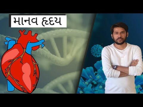 માનવ હૃદય | manav haday | human heart - YouTube