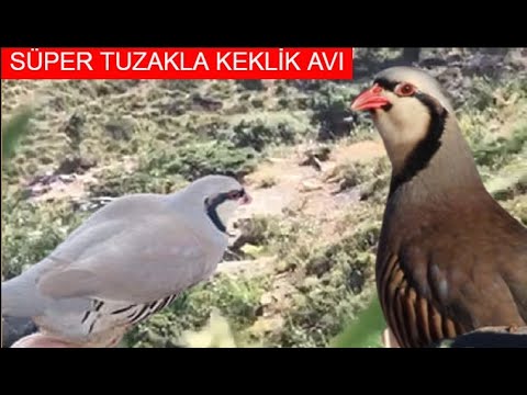 KEKLİK HAYRANLARINA MUHTEŞEM KEKLİK AVI