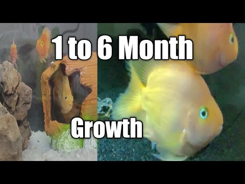 Parrot Fish 1 Months to 6 month Growth #parrotfishes - YouTube