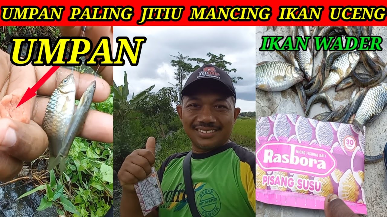 Cara Mancing Ikan Uceng Wader Dengan Umpan Paling Jitu Rasbora Pisang Susu - YouTube