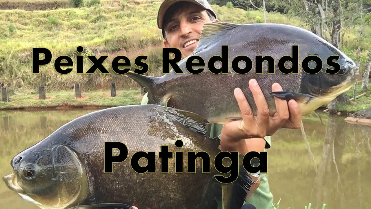 # 17 Patinga Peixes redondos parte 1 - YouTube
