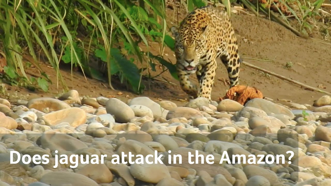 Does jaguar attack in the Amazon? - Tambopata PERU - YouTube