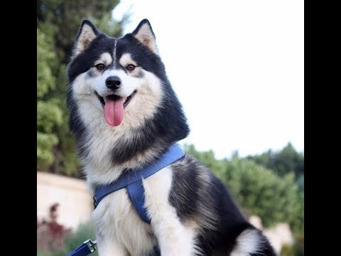 Oscar l The Funniest and Cutest Husky Dog in egypt l HD - YouTube
