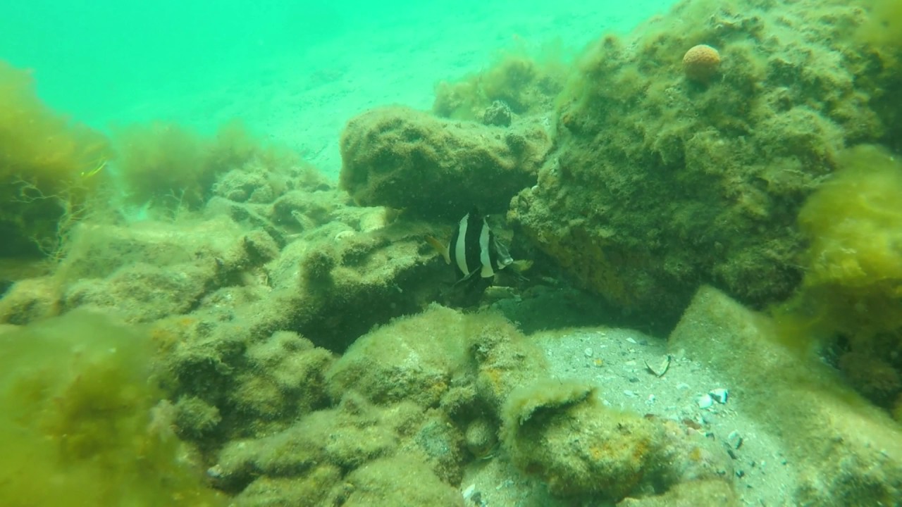 Scuba Diving Rye pier - YouTube
