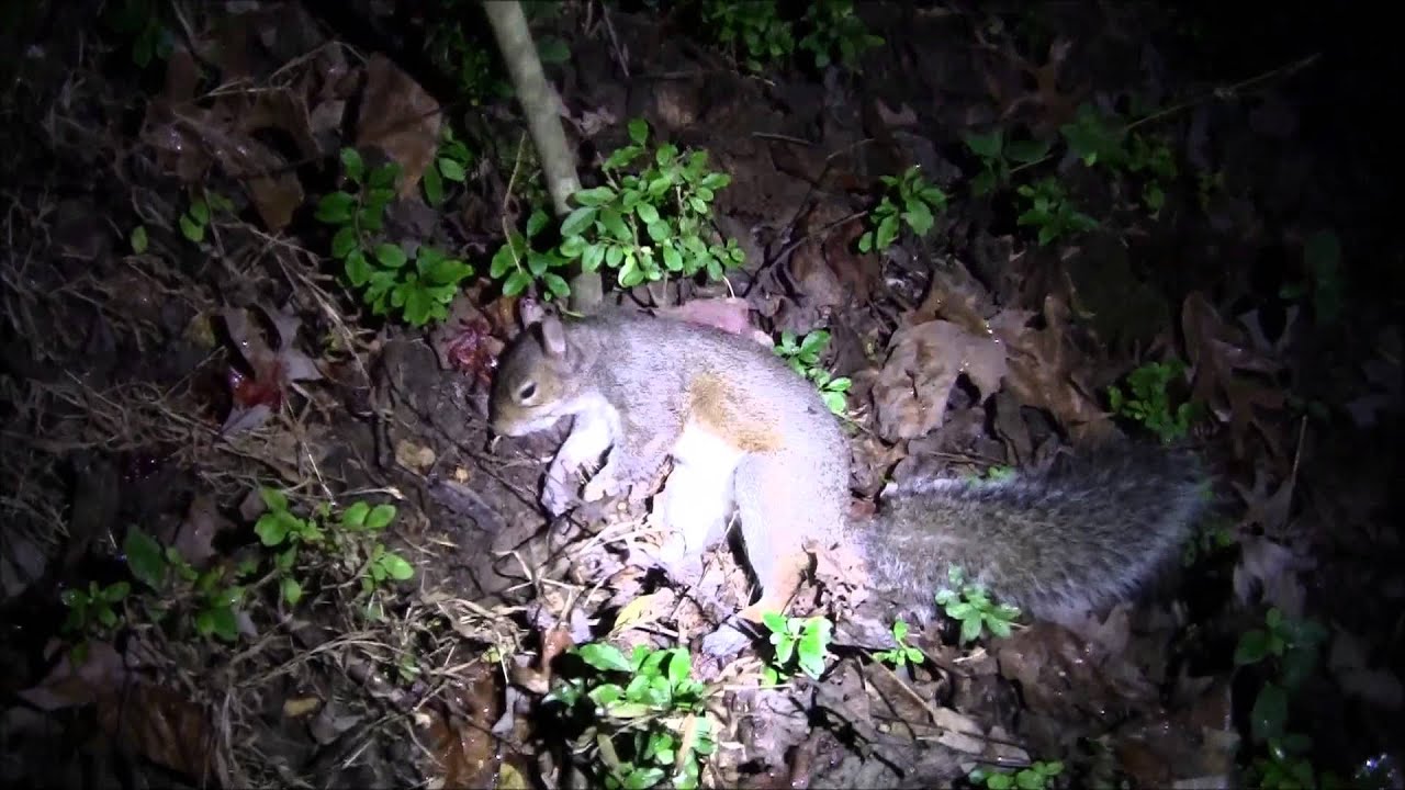 Deer Squirrel! - YouTube