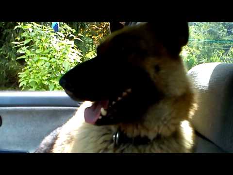dog doesn`t care about VTEC sound
