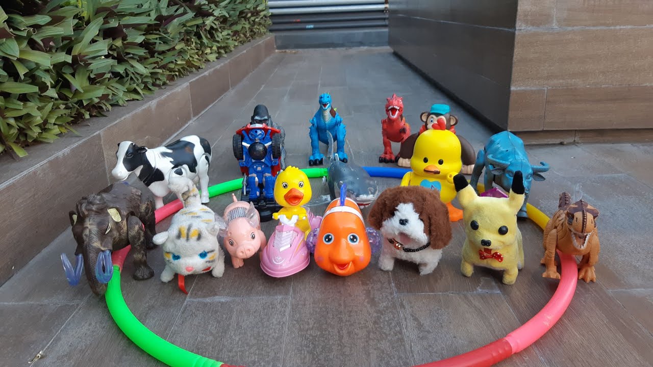รวมสัตว์ต่างสายพันธุ์เล่นฮูล่าฮูป (Gather together animals of different ...