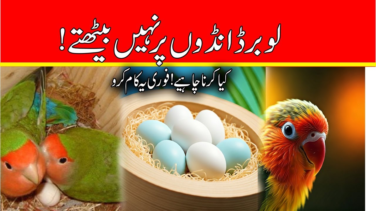 Why Lovebirds Don’t Hatch Their Eggs | Top Reasons & Easy Solutions for ...