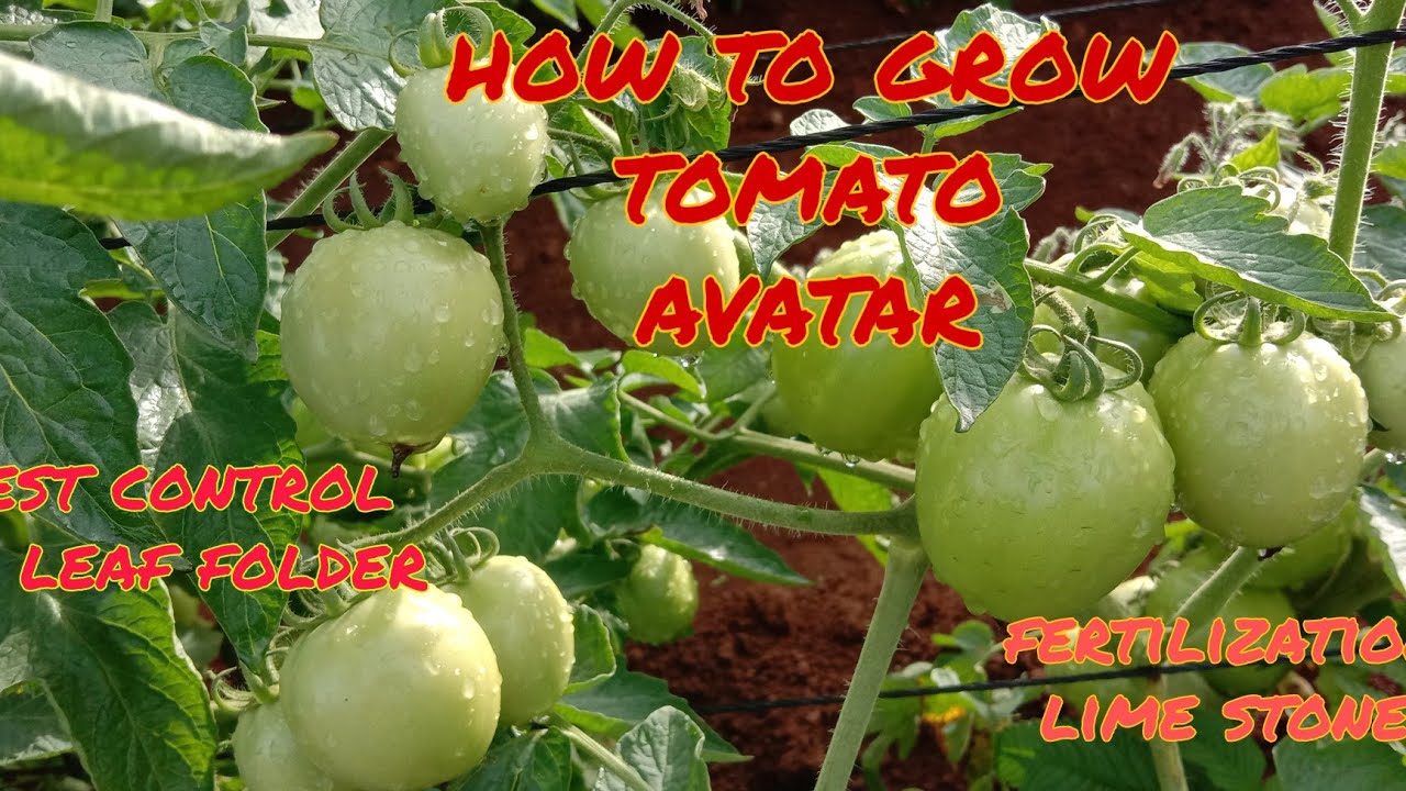 how to grow tomato avatar|mrbossamo - YouTube