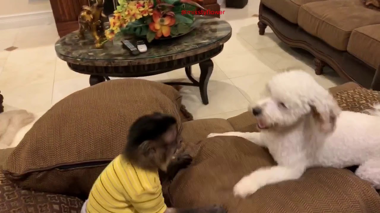 Monkey 🐒 Russel and Daisy the dog 🐶 at play 💓💓😂🐒🐶 - YouTube