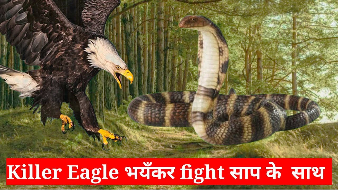 Eagle Vs Snake / ईगल ने साप को केसे मारा - YouTube