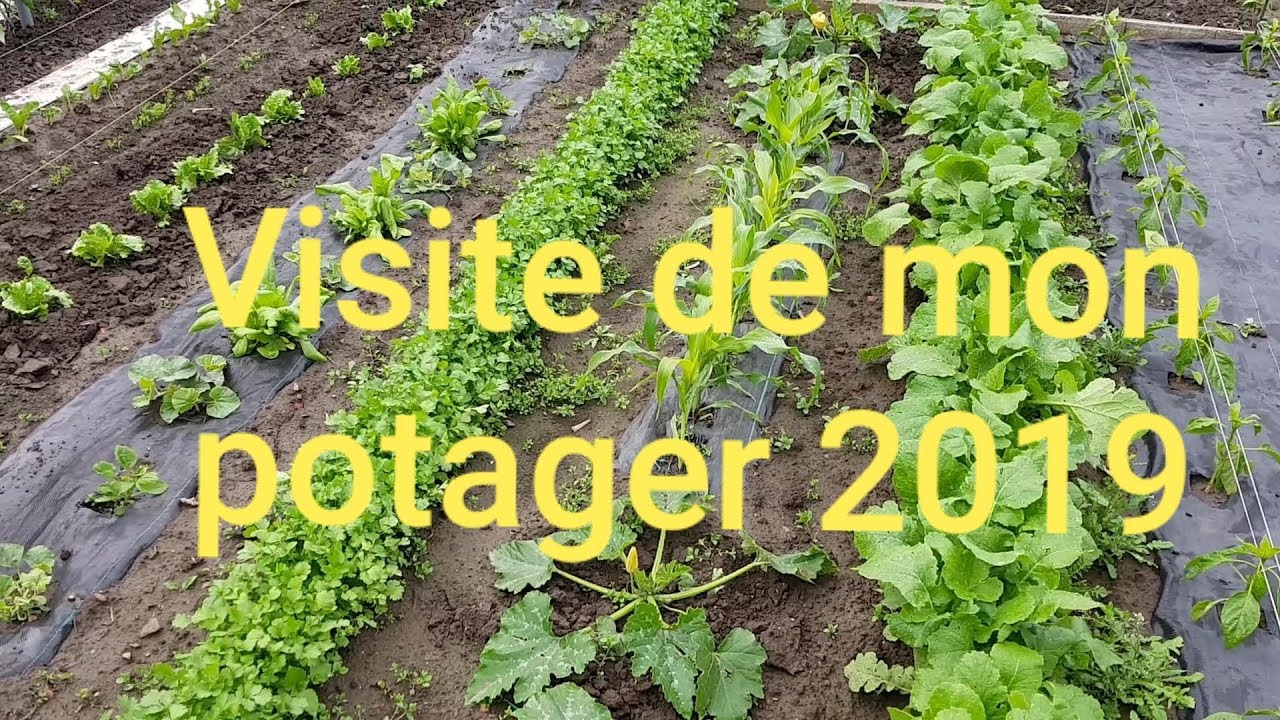 Visite de mon potager 2019 - YouTube