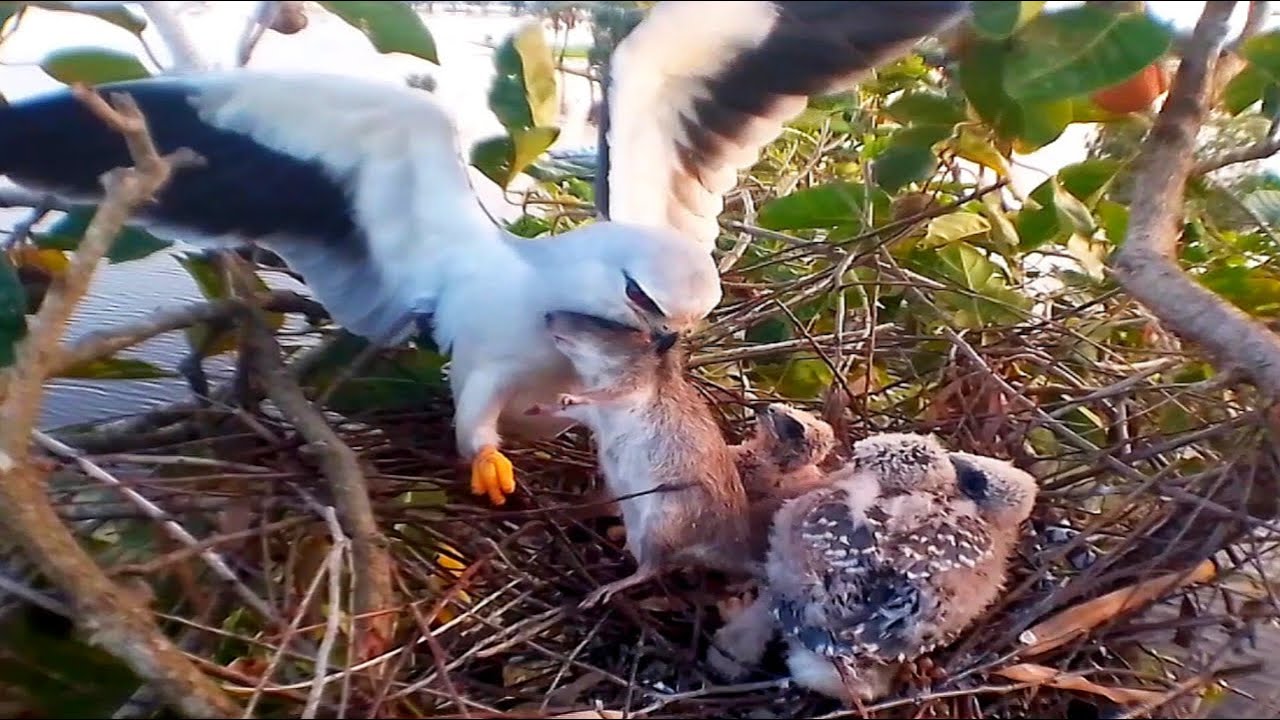 Common myna Birds try to take mice to feed their young - YouTube