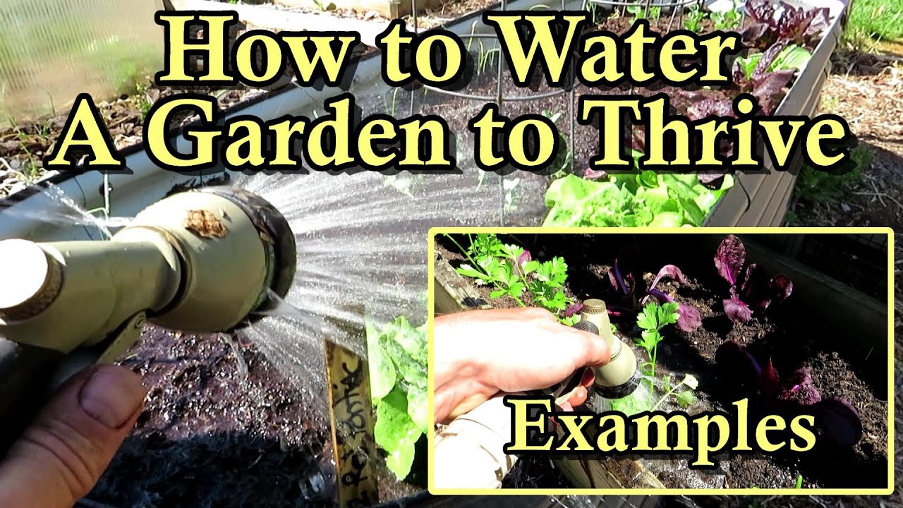 How to Water a Vegetable Garden with Examples: Frequency, Seedlings ...