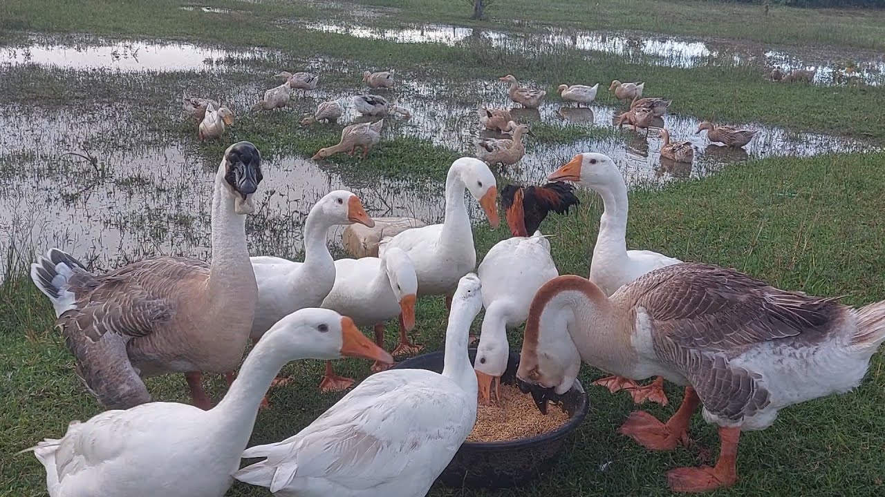 Peaceful Countryside Moments with Farm Animals. 🦢🌾 - YouTube