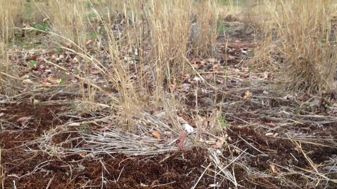 Rare Plants - Backus Woods - YouTube