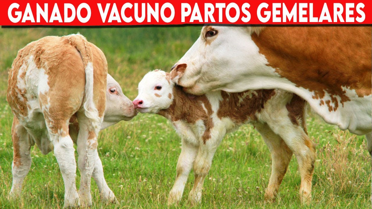 🔴 GANADO VACUNO PARTOS GEMELARES, PORQUE Y CON QUE FRECUENCIA SE ...