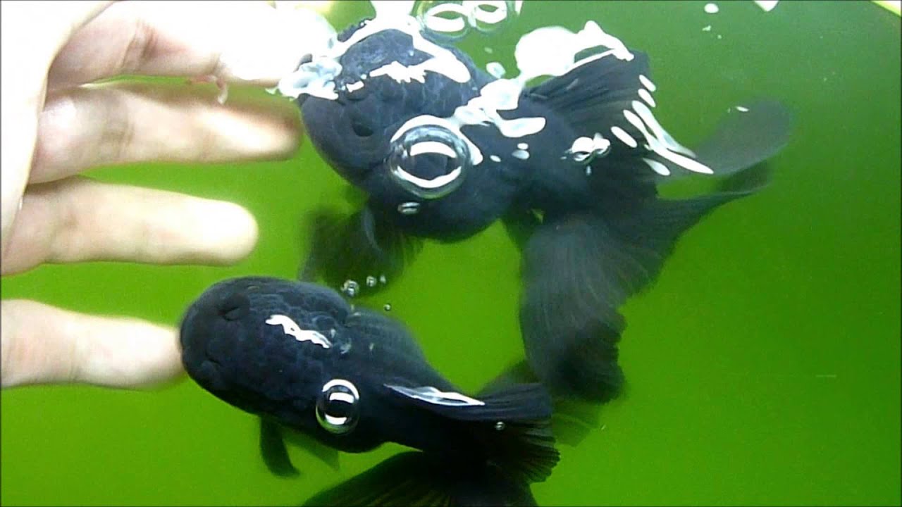 hand feeding blood worms thai black oranda goldfish green water - YouTube