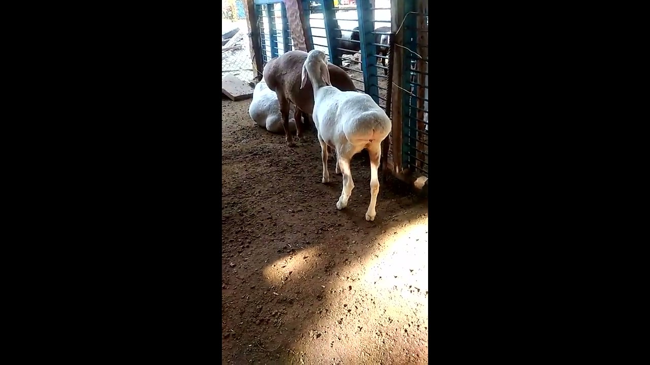 Dumba Goat - Pure turkey dumba for Sale in India - YouTube