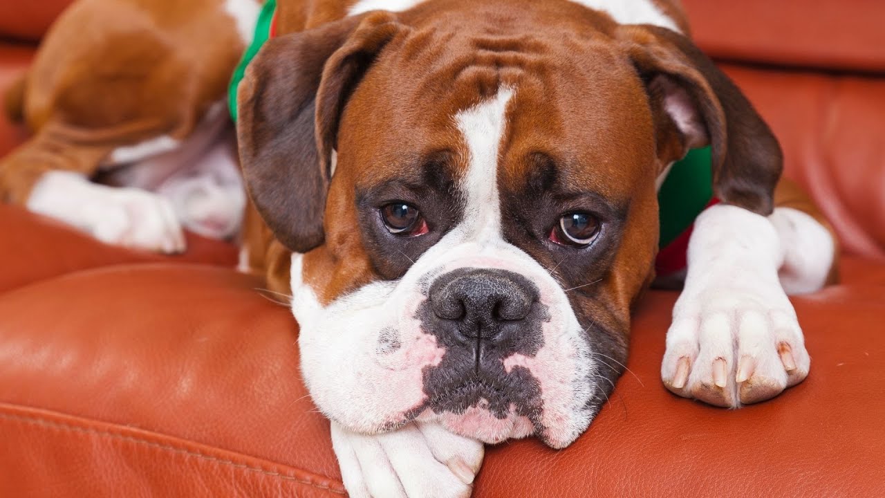 Training Boxers: Essential Commands for Good Behavior - YouTube