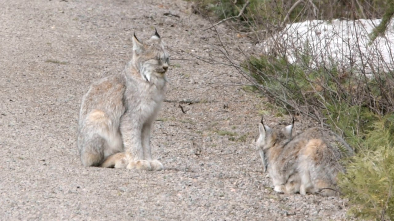 Canadian Lynx encounters #8 - YouTube
