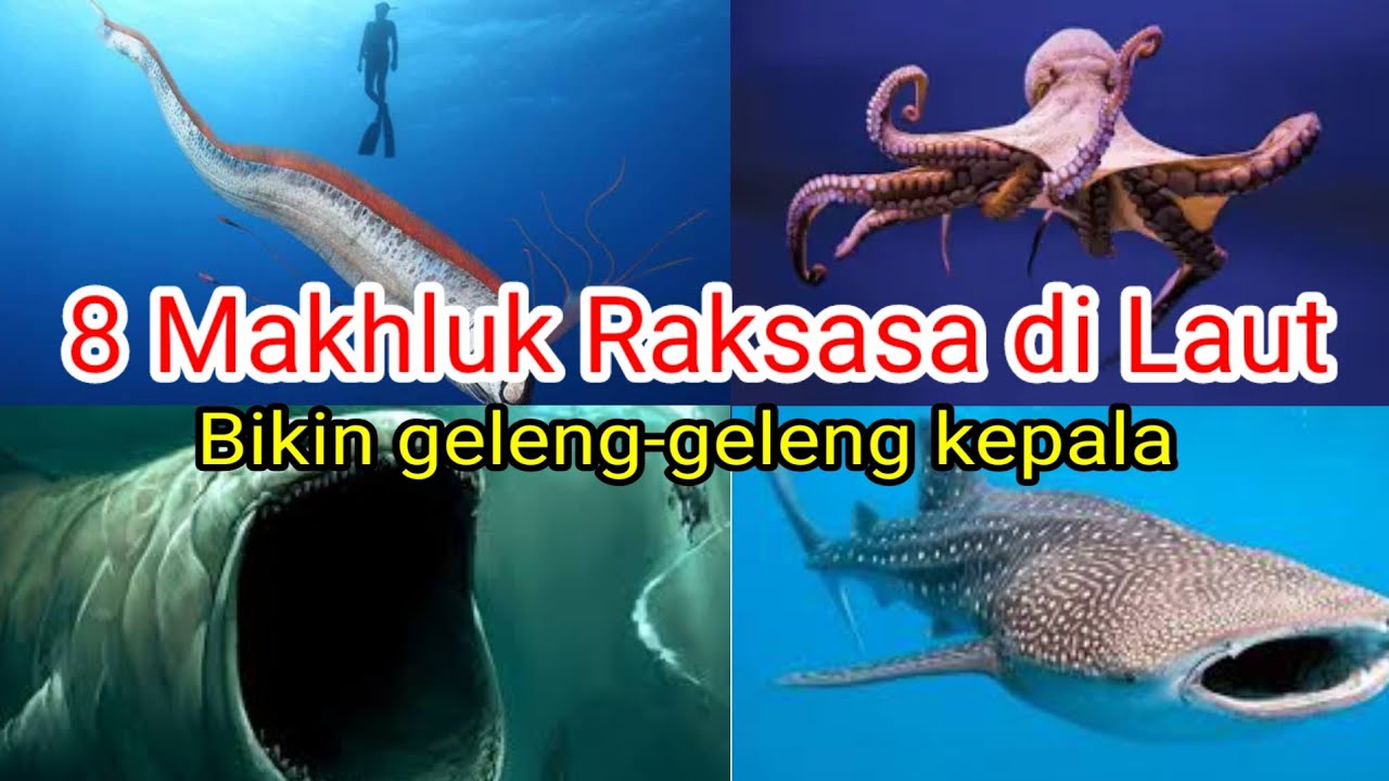 8 Makhluk Raksasa di dalam laut - YouTube