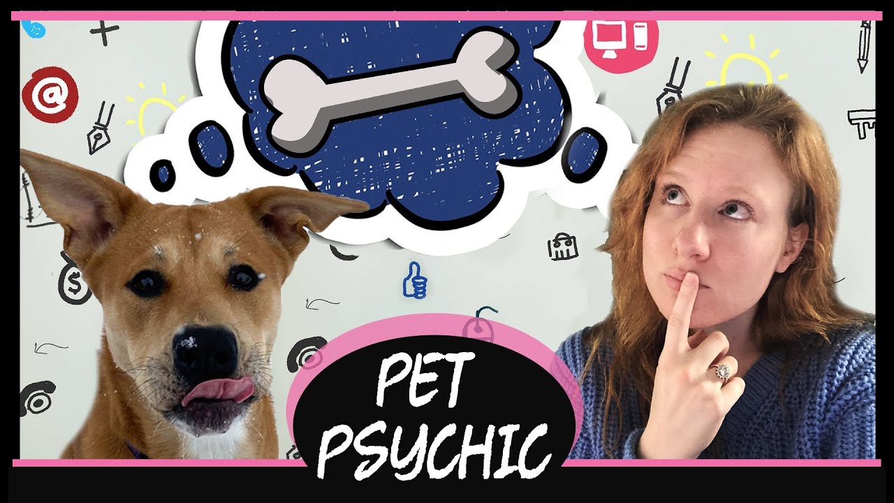Animal Psychic - Psychic Medium Speaks with River the Dog | What Do ...