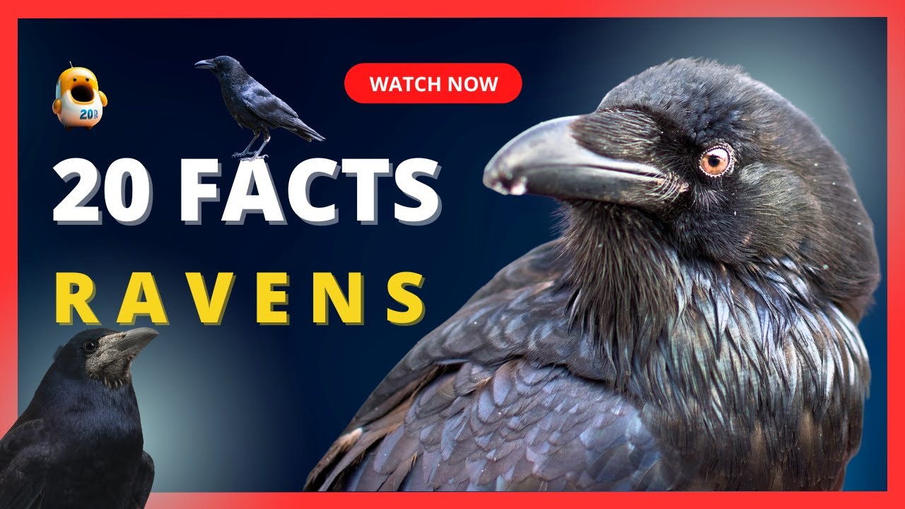 Bird Brains? Not Ravens! 20 Facts Astonishing About Ravens - YouTube