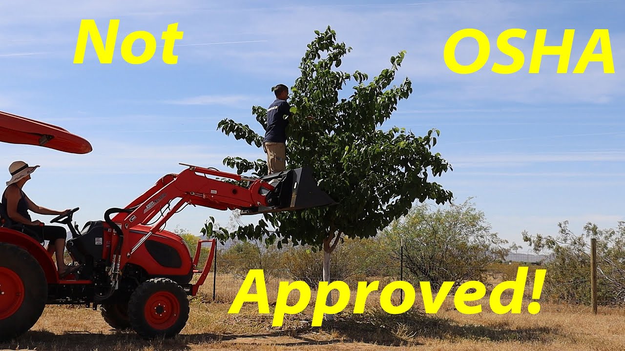 Risking it All for Mulberries | Harvesting 6 Varieties of Mulberry ...