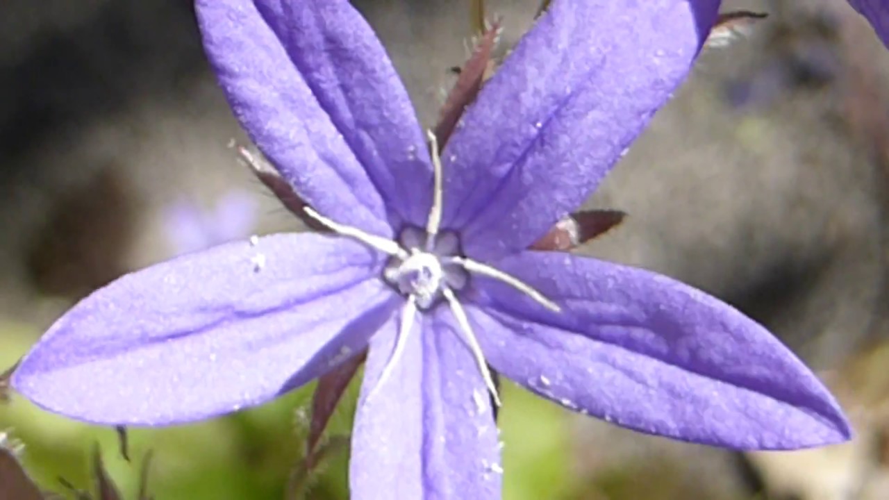 Trailing Bellflower- Campanula poscharskyana - Bláklukka - Sumarblóm ...