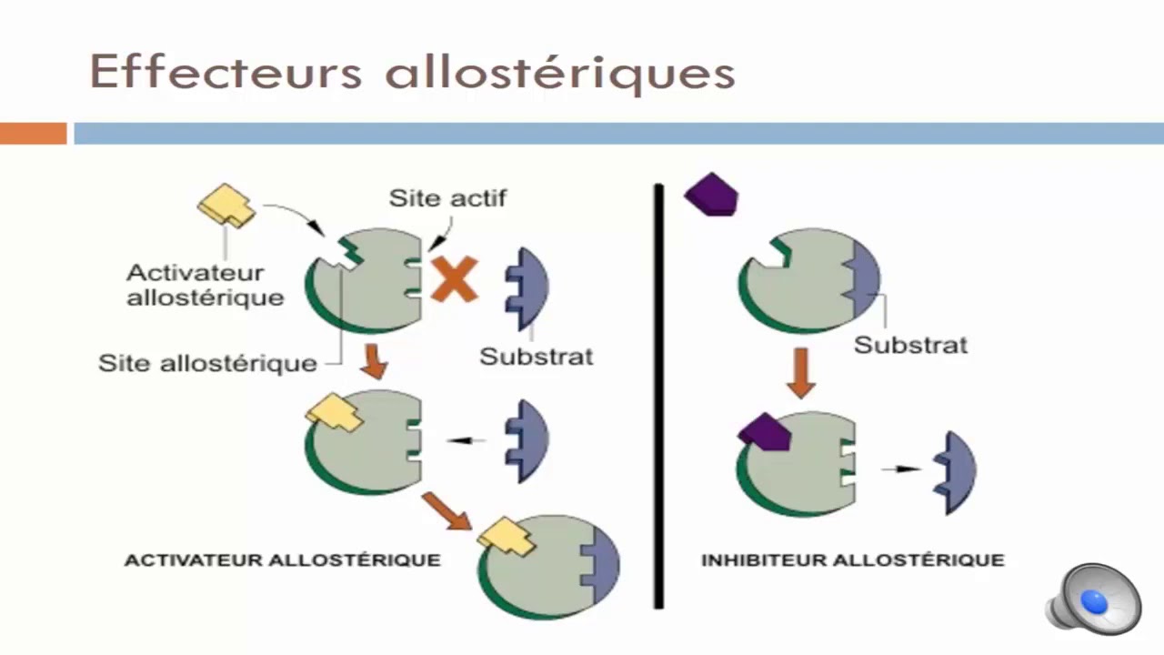 Les Enzymes Allostériques - YouTube