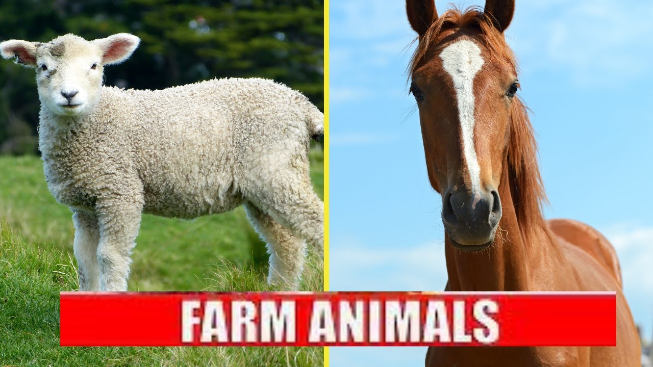 Farm Animal For Kids / Animal For kids /Animal Names /Learn Farm Animal ...