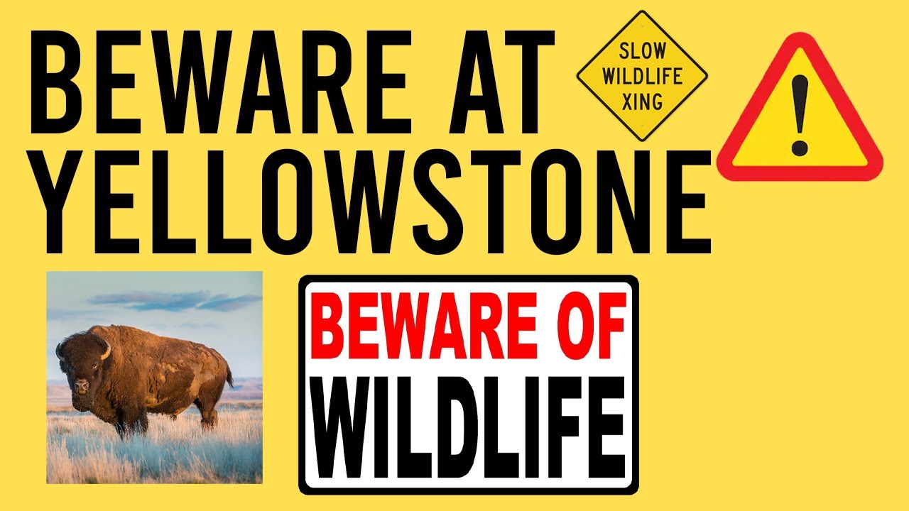 Beware Of Bison At Yellowstone | OOPS Highlight Ep 99 - YouTube