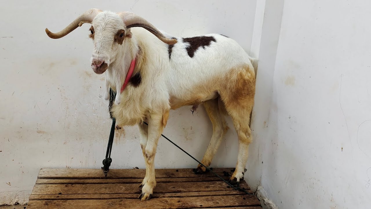 pure Guntur sheep in Hyderabad Vattepally | Guntur menda in hyd - YouTube