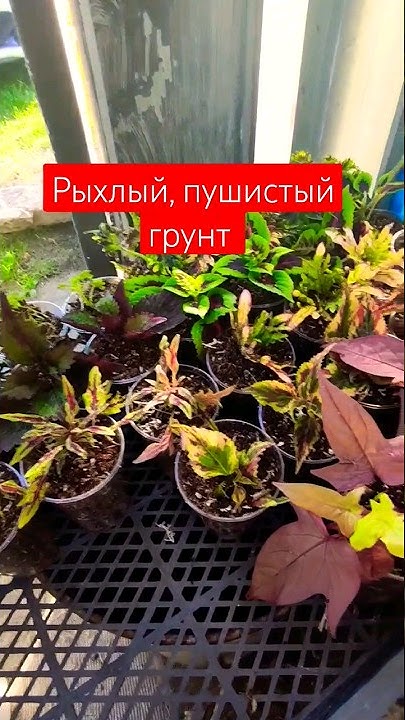 Грунт для черенков #цветы #красота #грунт #черенок - YouTube