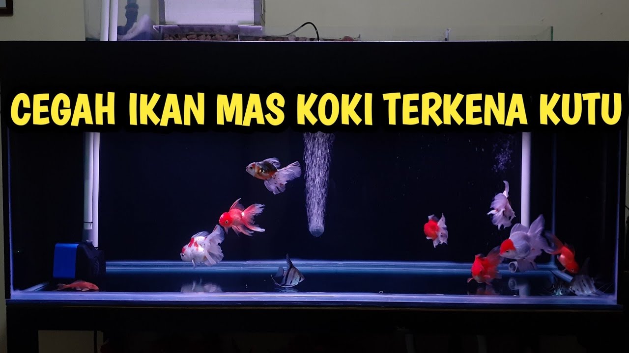CARA MENCEGAH IKAN MAS KOKI KENA PENYAKIT KUTU - YouTube