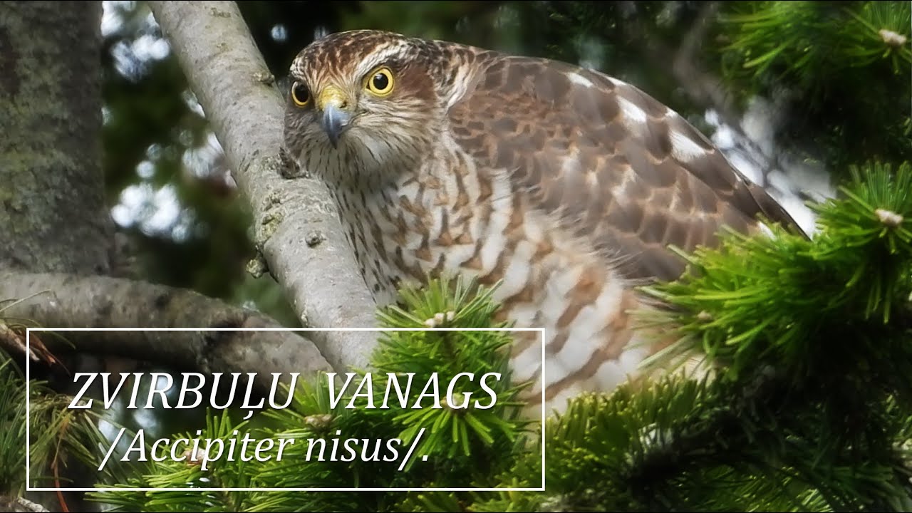 Plēsējputni. PUTNI. ZVIRBUĻU VANAGS /Accipiter nisus/. - YouTube