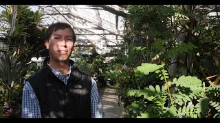 Weird Plant of the Month: The Popcorn Plant