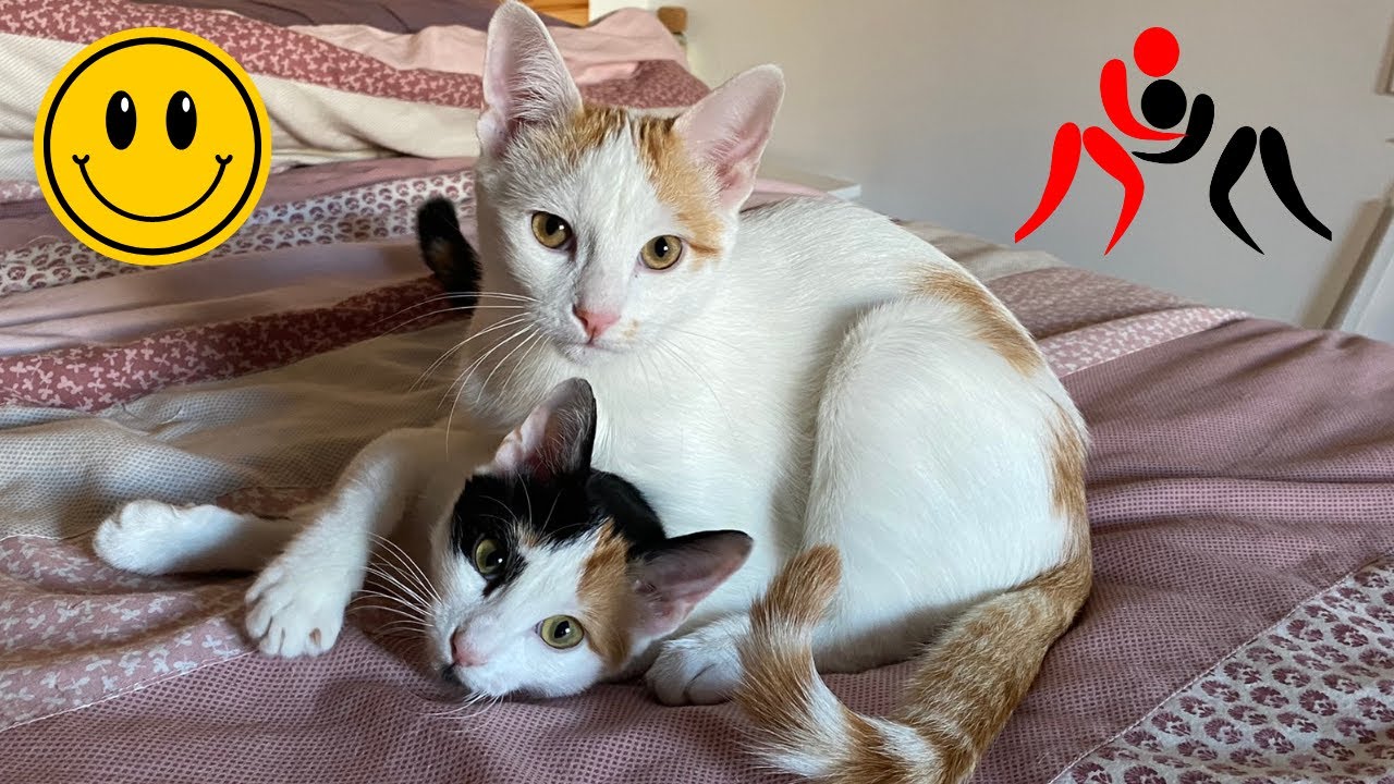 Video de 🐱 GATITOS GRACIOSOS 🤣 nº16 - YouTube