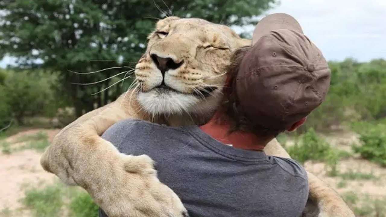 Animales Salvajes Que Salvaron Vidas Humanos - YouTube