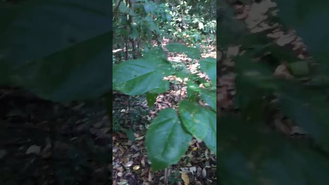 In conversation by Isuru Kumarasinghe and Dinelka Liyanage - YouTube