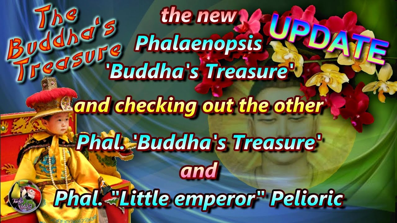 The Buddha's Treasure - Update 4 - the new Phal. 'Buddha's Treasure ...