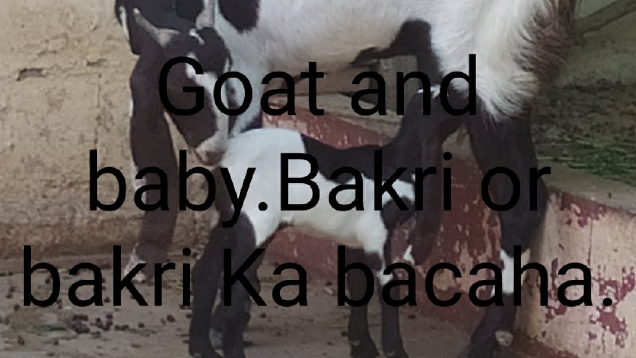 🐐 Goat and Cute baby goat. natural sound. - YouTube