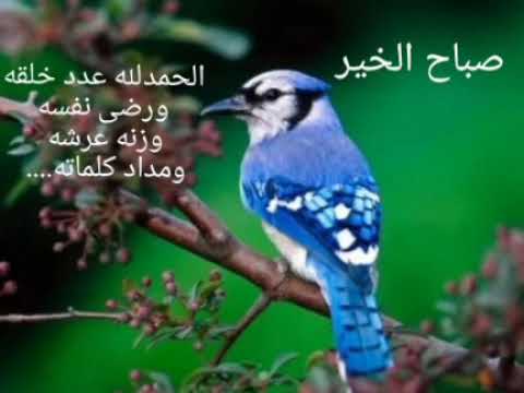 حالات واتس اب صباح الخير