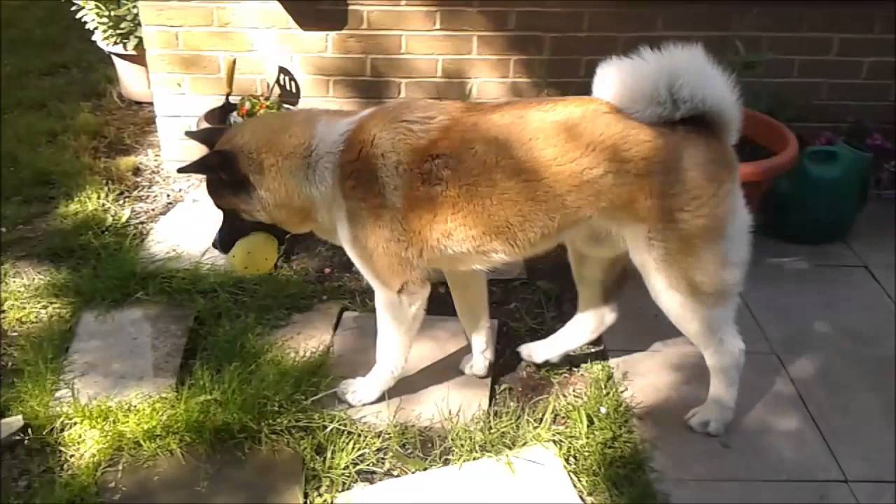 Growling Akita protecting his Hamburger - YouTube