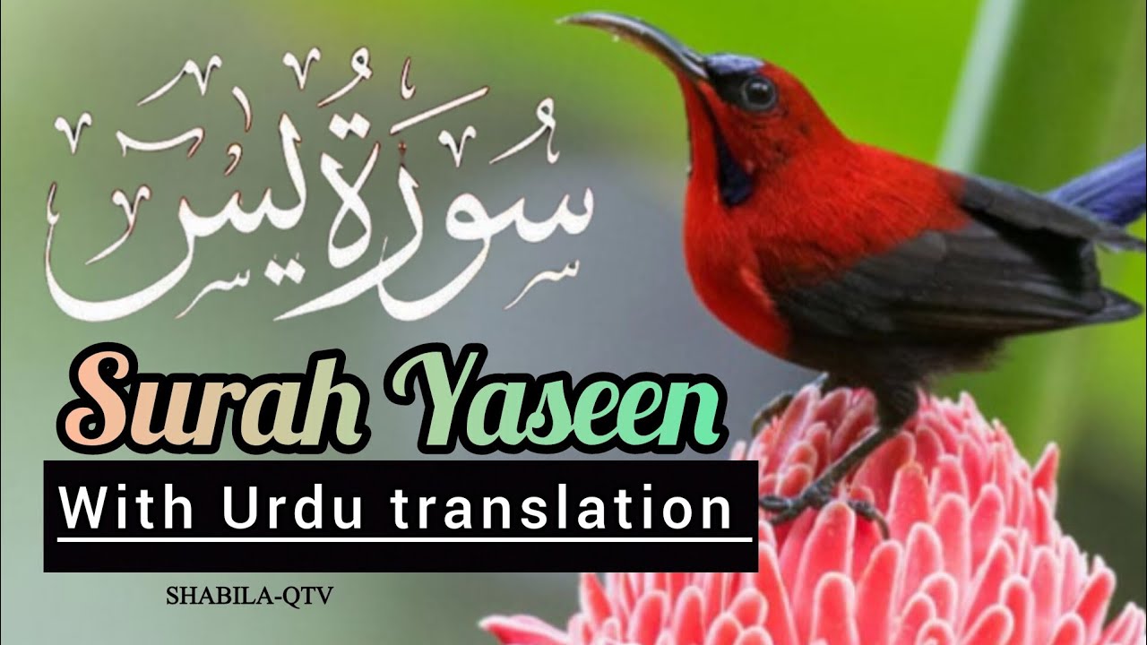 Surah Yasin Yaseen with Urdu Translation Quran Tilawat Beautiful Voice ...