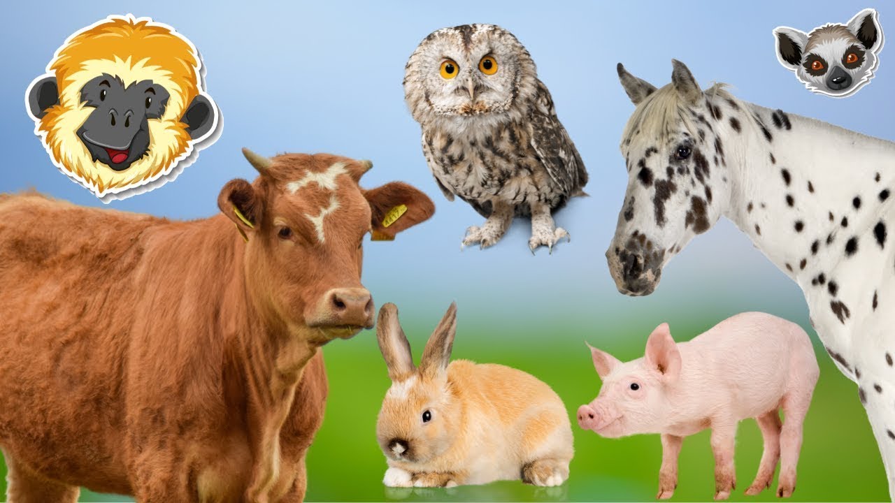 The animals in the zoo - sheep, giraffes, elephant, tiger, rabbit ...