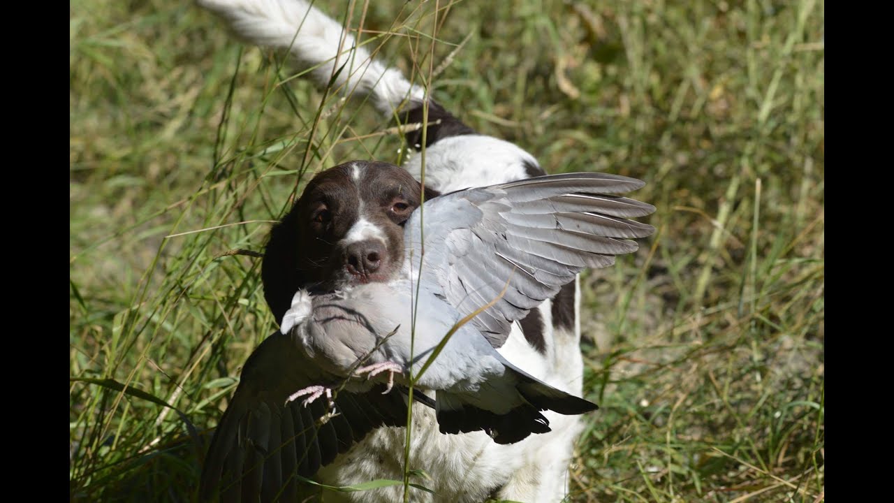 Duvjakt / Pigeon hunting / Κυνηγι φασσας - YouTube